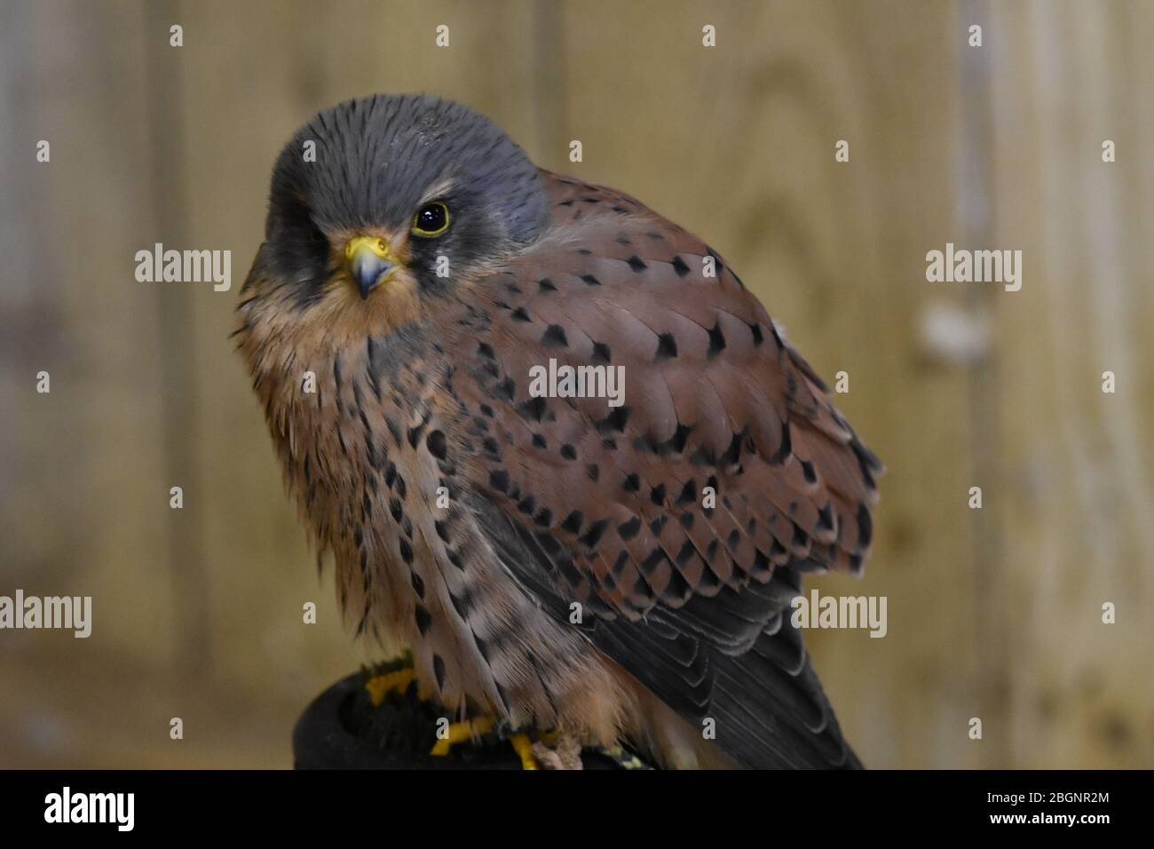 A Lanner falcon at Noah's Ark Zoo Farm in Bristol Stock Photo - Alamy