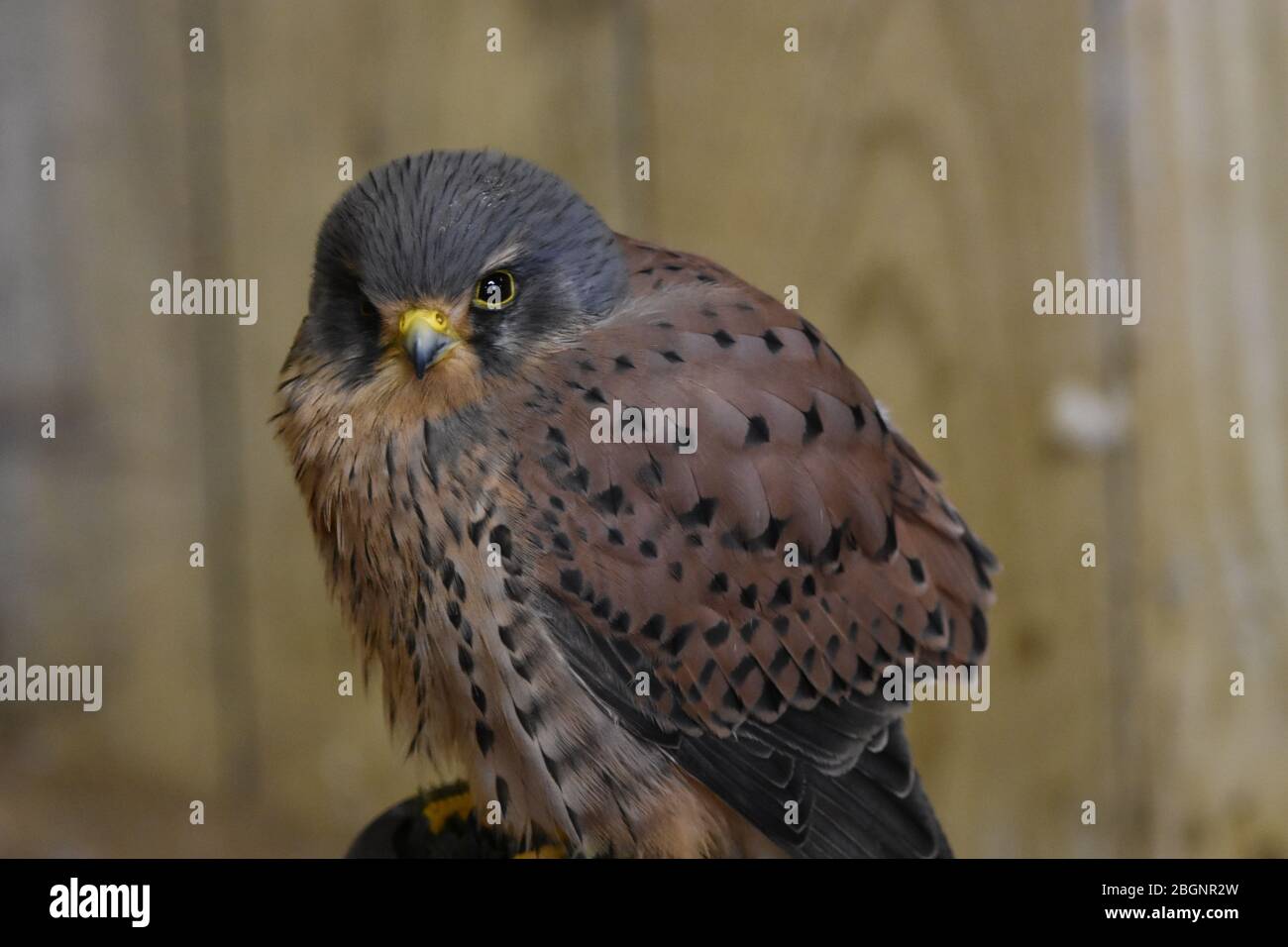 Noahs ark zoo farm falcon hi-res stock photography and images - Alamy