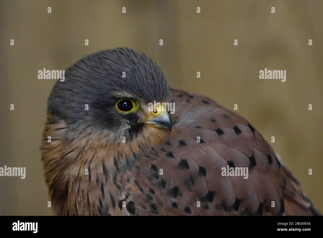A Lanner falcon at Noah's Ark Zoo Farm in Bristol Stock Photo - Alamy