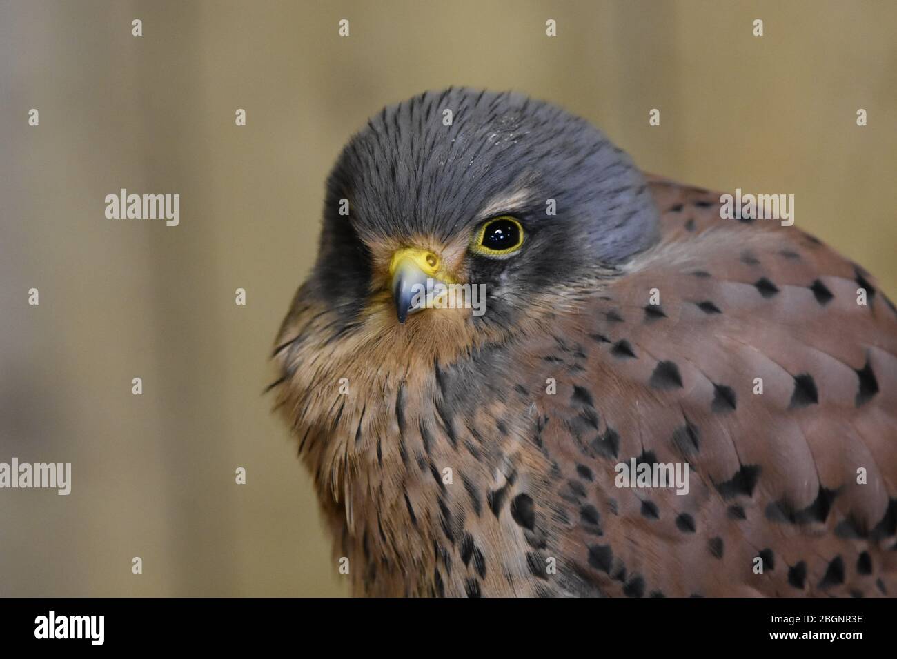A Lanner falcon at Noah's Ark Zoo Farm in Bristol Stock Photo - Alamy