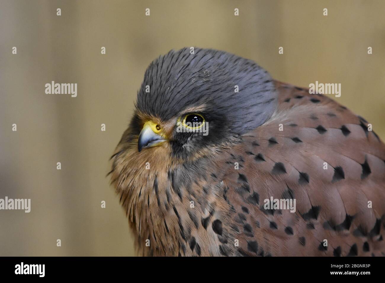 Noahs ark zoo farm falcon hi-res stock photography and images - Alamy