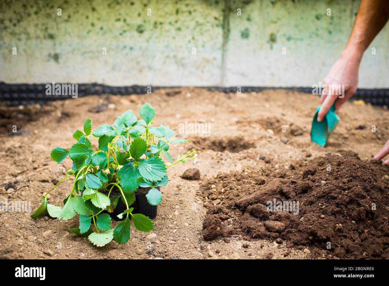 Hand digging hi-res stock photography and images - Alamy