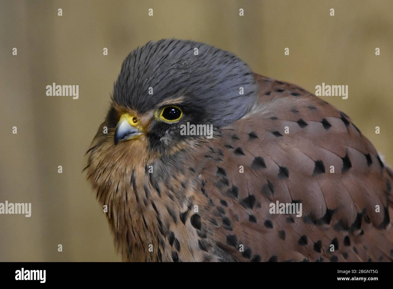 A Lanner falcon at Noah's Ark Zoo Farm in Bristol - A bird of prey ...