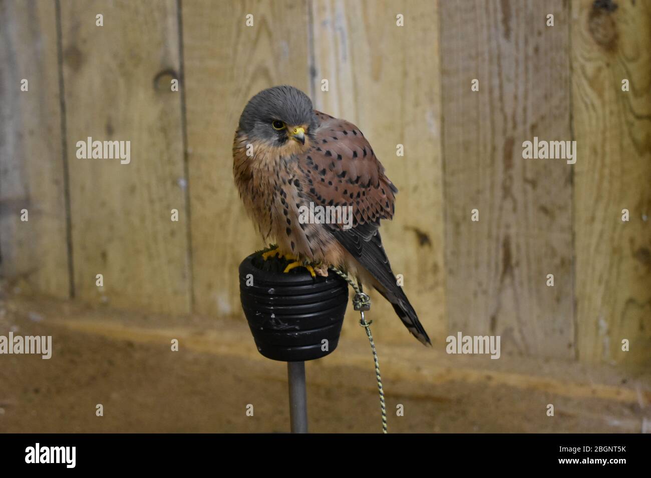 Noahs ark zoo farm falcon hi-res stock photography and images - Alamy