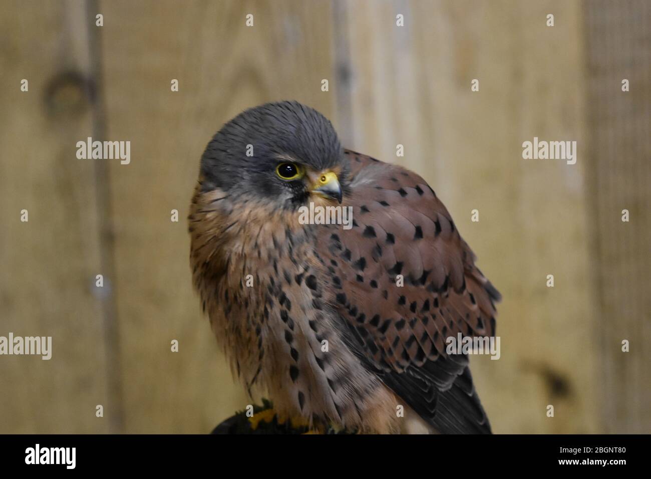 A Lanner falcon at Noah's Ark Zoo Farm in Bristol Stock Photo - Alamy