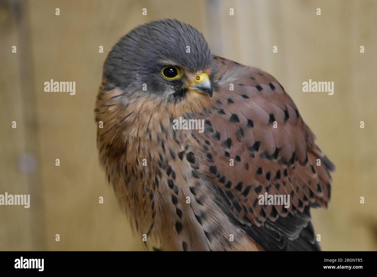 A Lanner falcon at Noah's Ark Zoo Farm in Bristol Stock Photo - Alamy