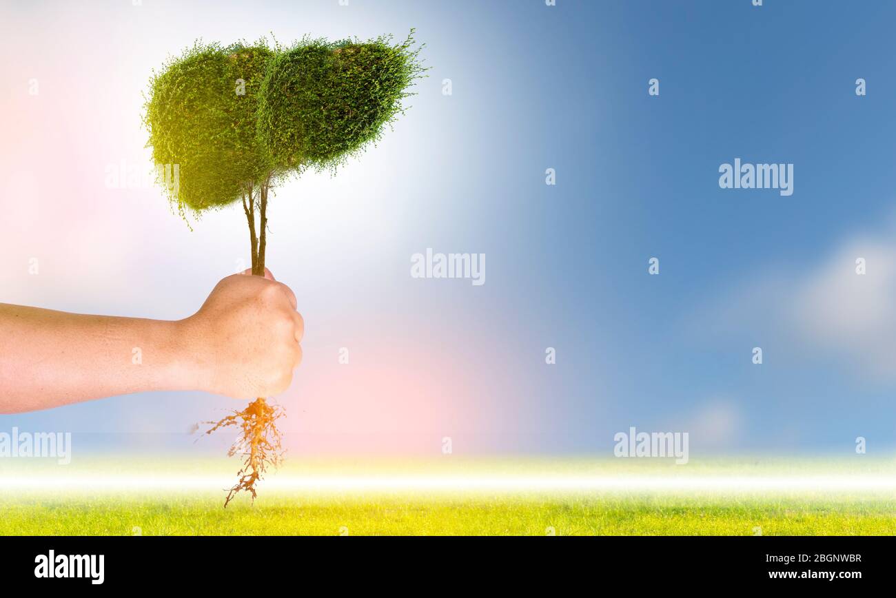 Illustration of a tree in the shape of a liver (environment and ...