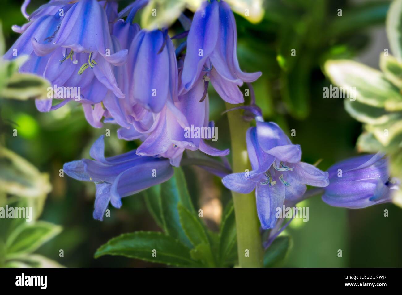 A cluster of bluebells catching the morning light in an English Garden ...