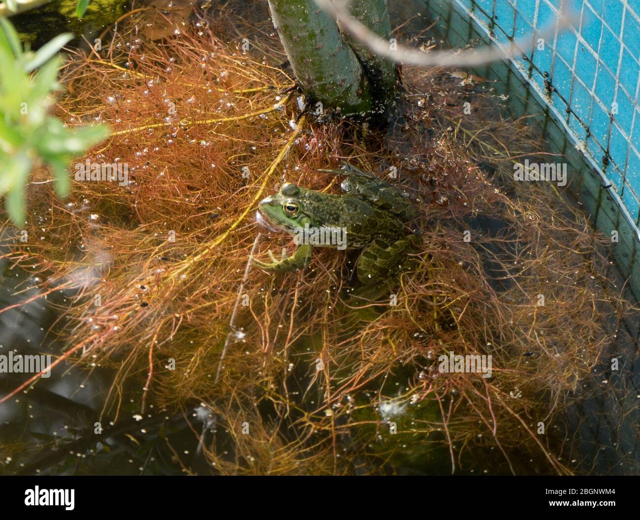 Green frog on the roots of a tree in a pond Stock Photo - Alamy
