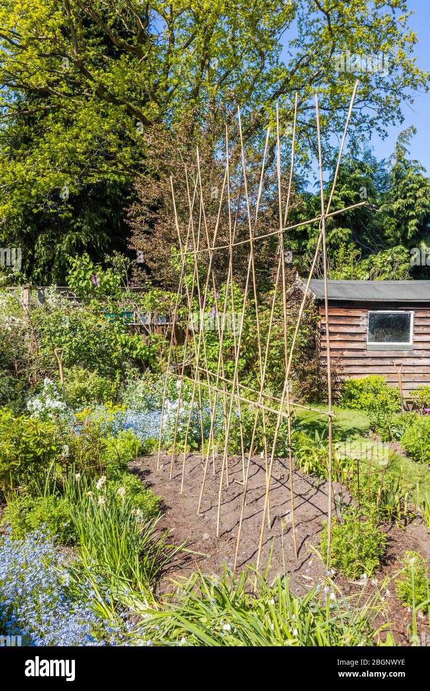 Home made bamboo cane A-frame ridge support for climbing plants such as ...