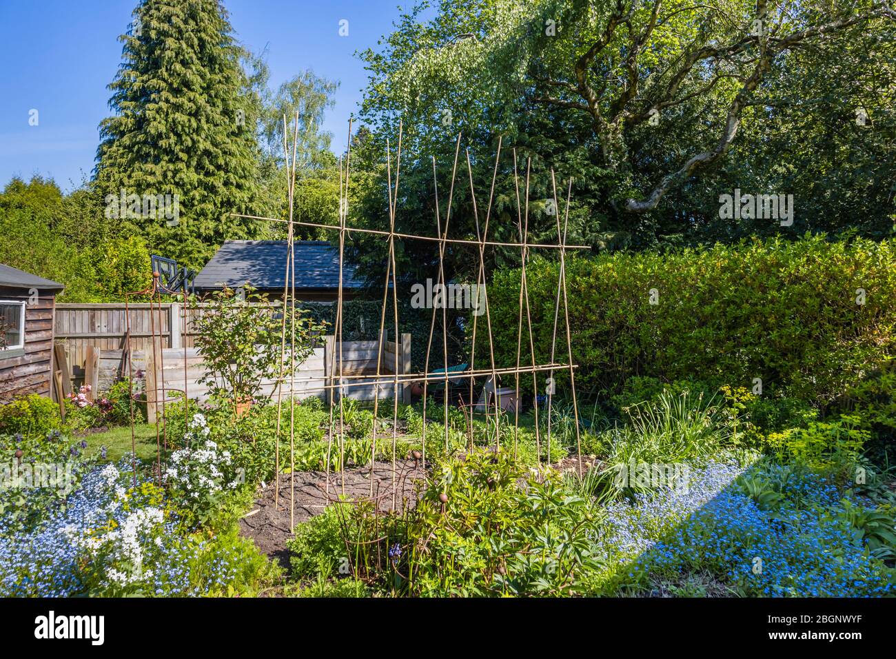 Home made bamboo cane A-frame ridge support for climbing plants such as ...