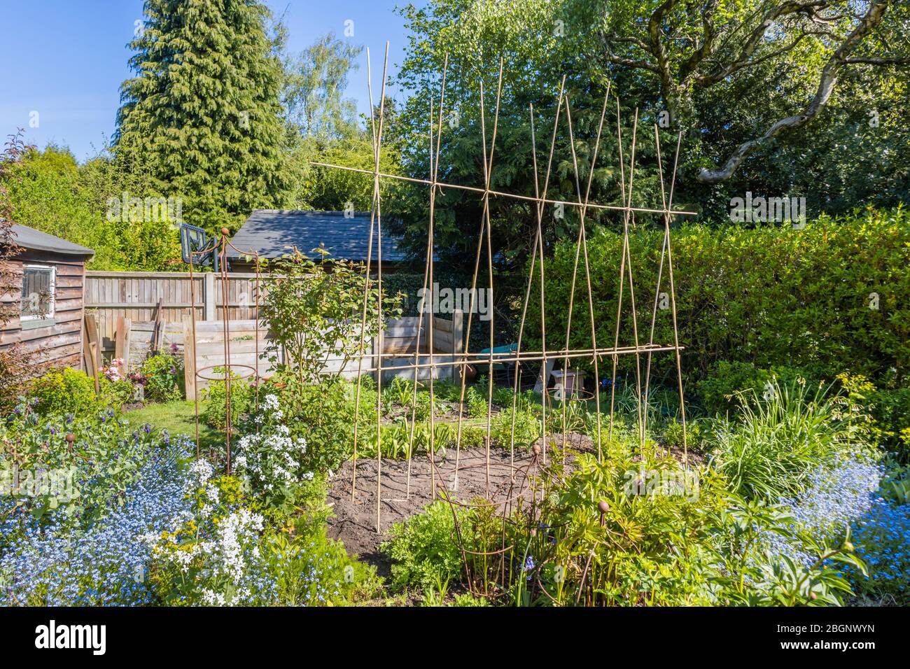 Home made bamboo cane A-frame ridge support for climbing plants such as ...