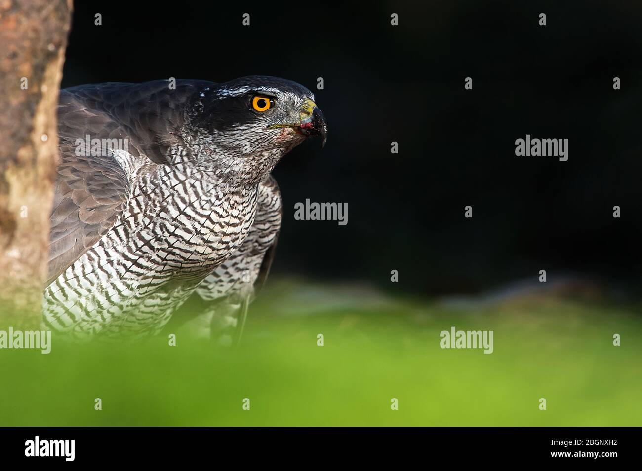Portrait of northern goshawk the netherlands hi-res stock photography ...