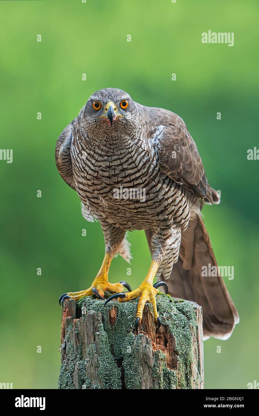 Northern goshawk, the netherlands Stock Photo - Alamy