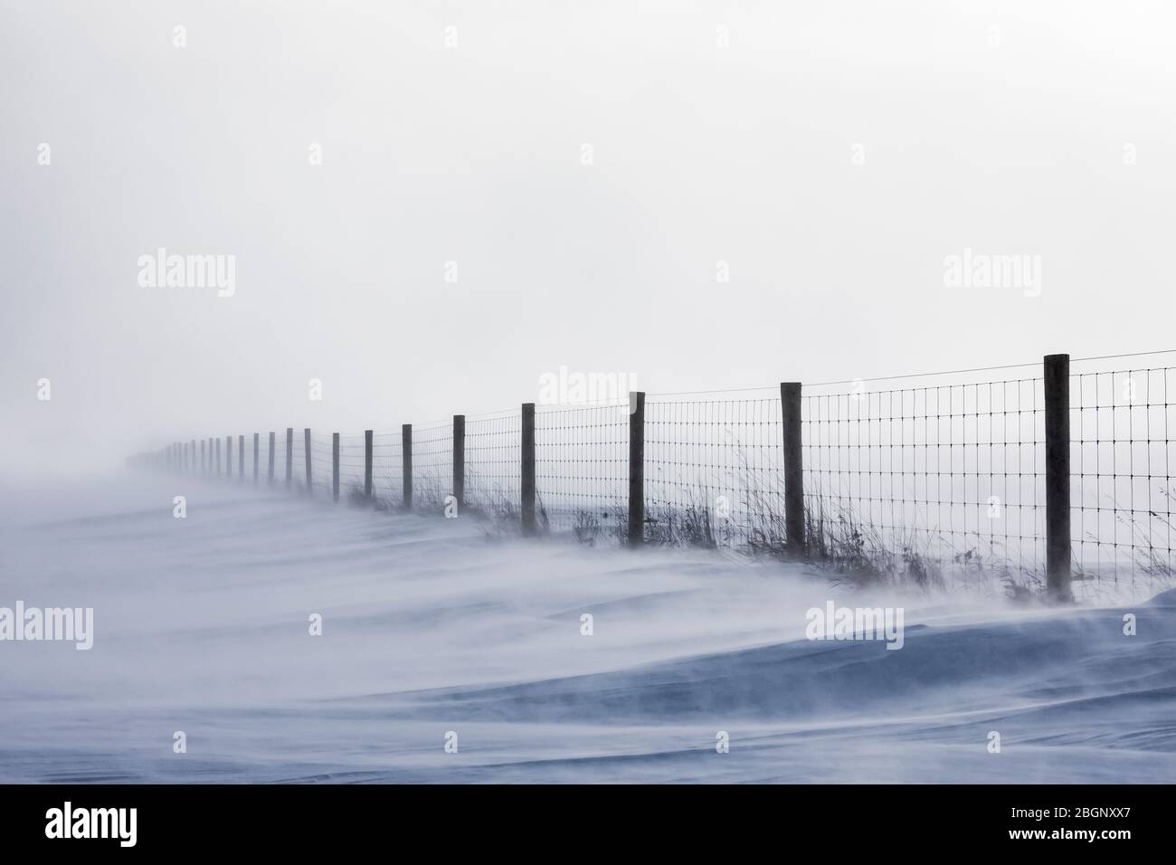 Snow squall blowing snow across fenceline and road near Rudyard in the ...
