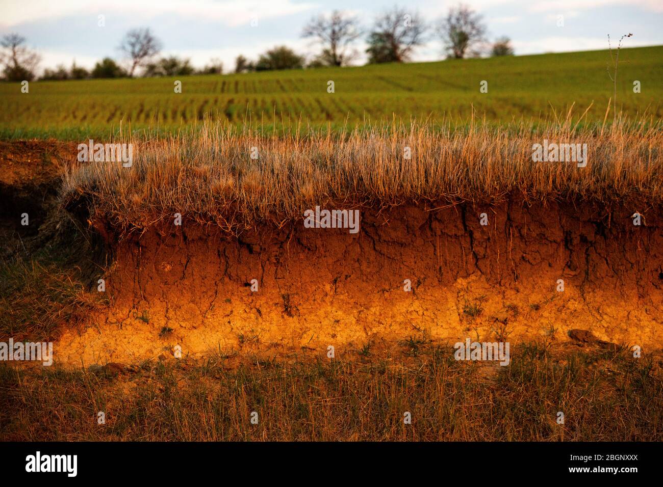Soil Layers Grass Cross Section High Resolution Stock Photography and ...
