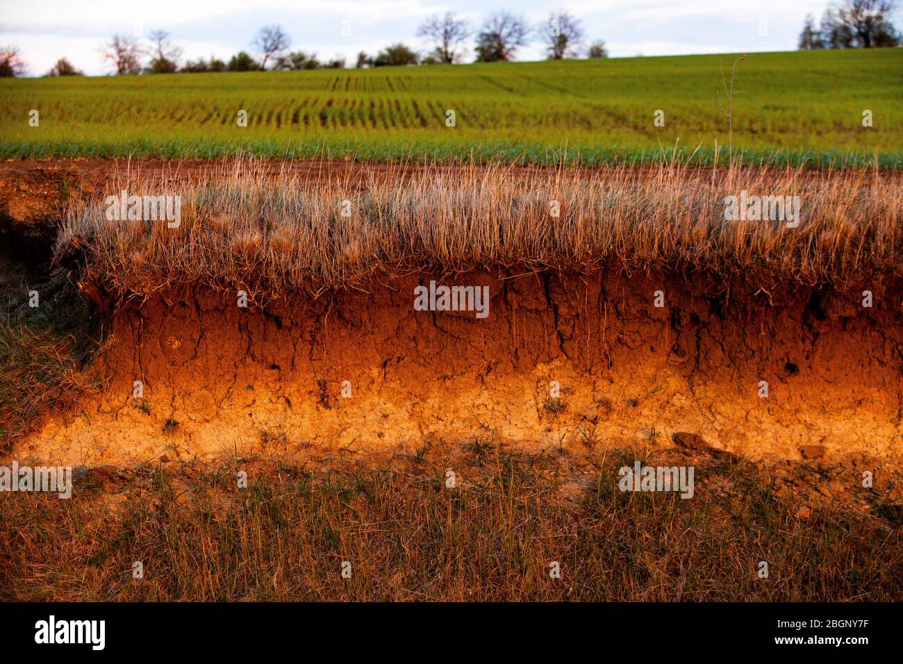 Soil Layers Grass Cross Section High Resolution Stock Photography and ...