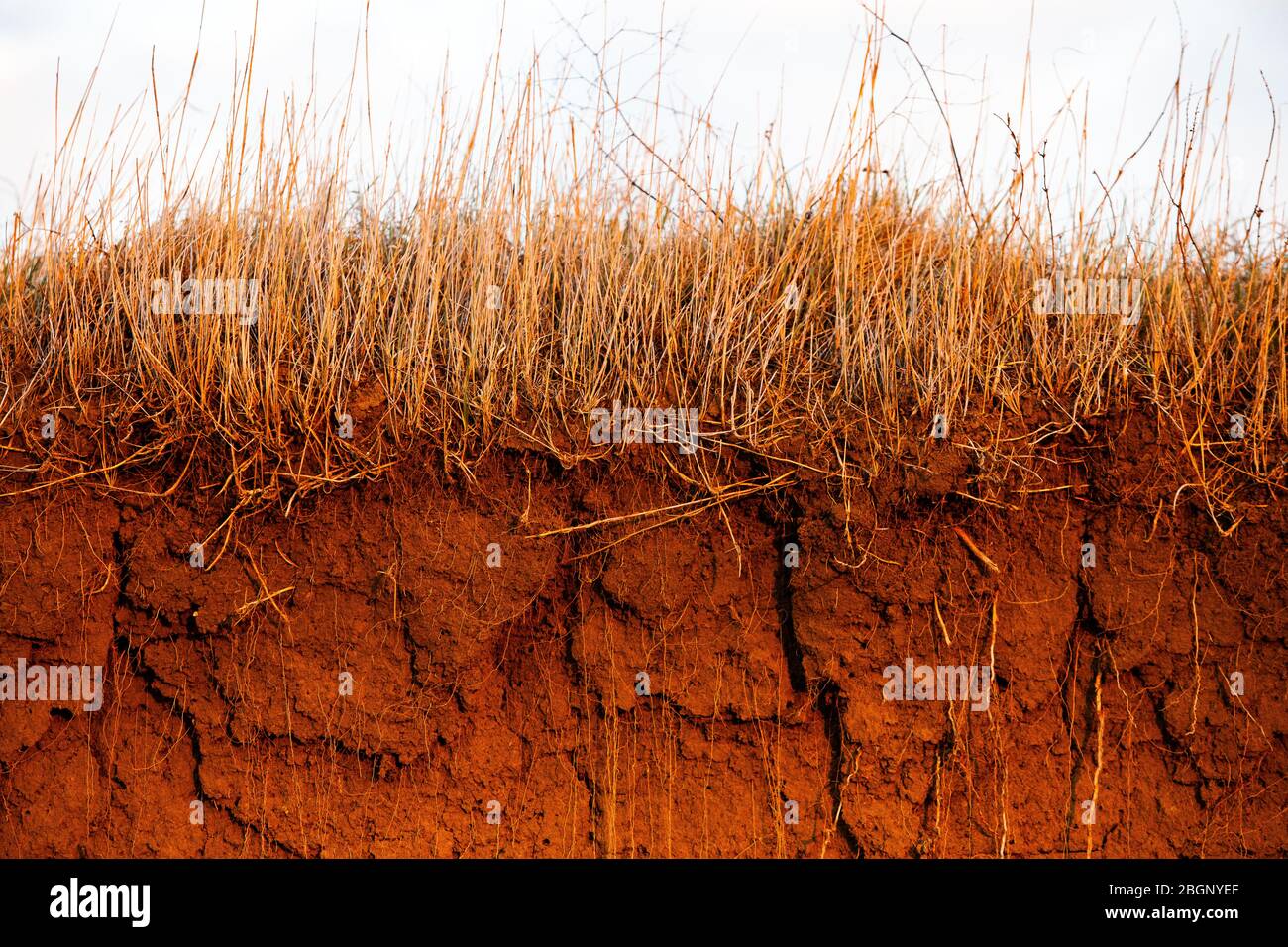 Soil Layers Grass Cross Section High Resolution Stock Photography and ...