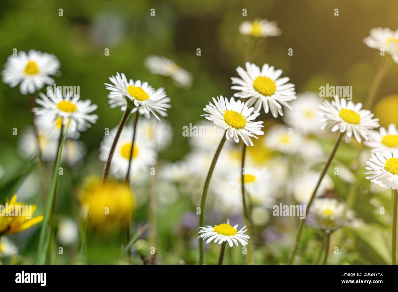 pure cute little daisy flowers on the meadow with sunlight Stock Photo ...