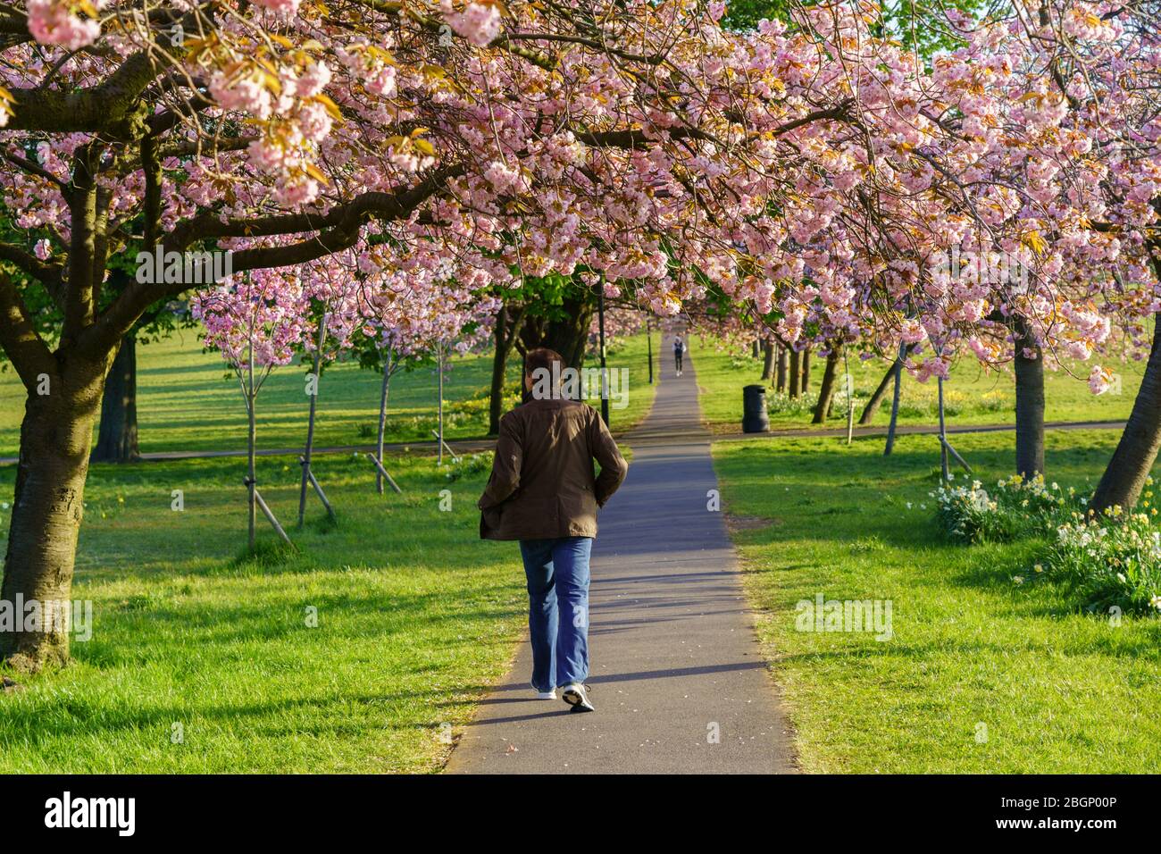 Walking down a tarmac footpath while surrounded by pink Cherry Blossom ...