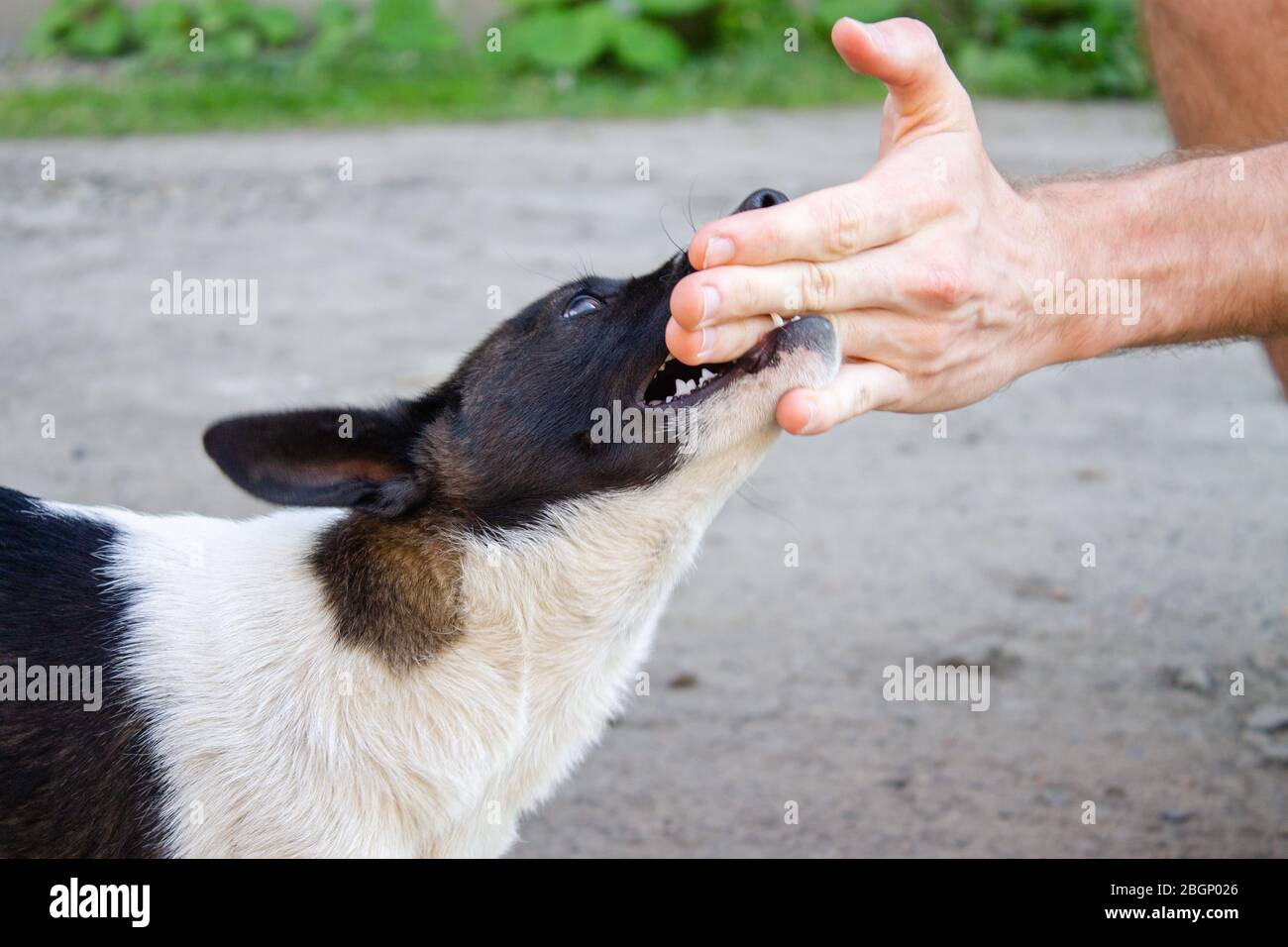 Small white black dog angrily biting hand, dangerous agressive domestic ...