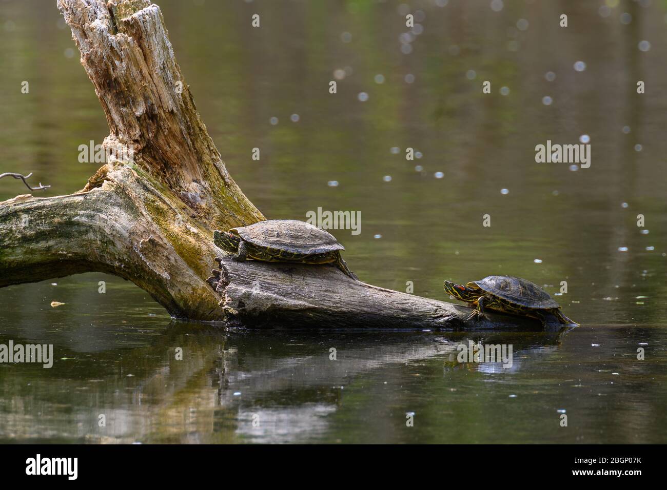 Red Eared Terrapin Turtles AKA Pond slider - Trachemys scripta elegans ...