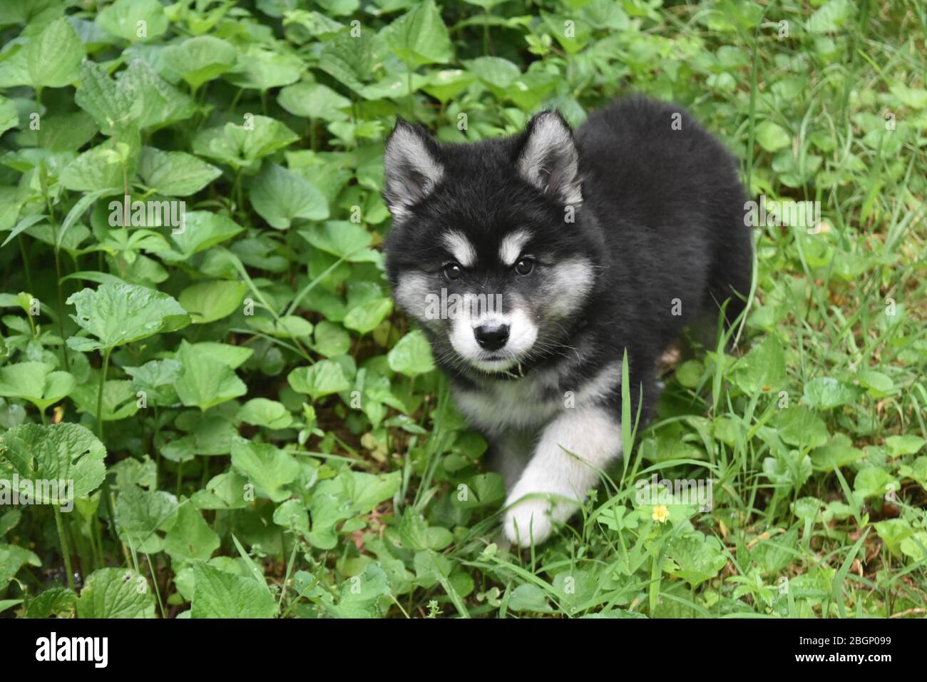 Very sweet alusky puppy peaking out of foliage Stock Photo - Alamy