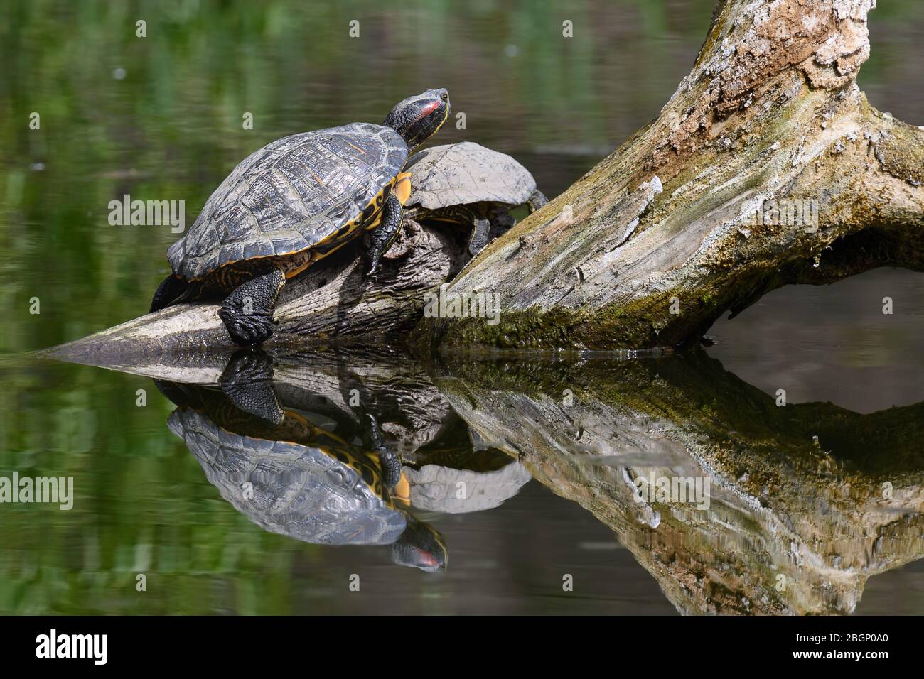 Red Eared Terrapin Turtles AKA Pond slider - Trachemys scripta elegans ...
