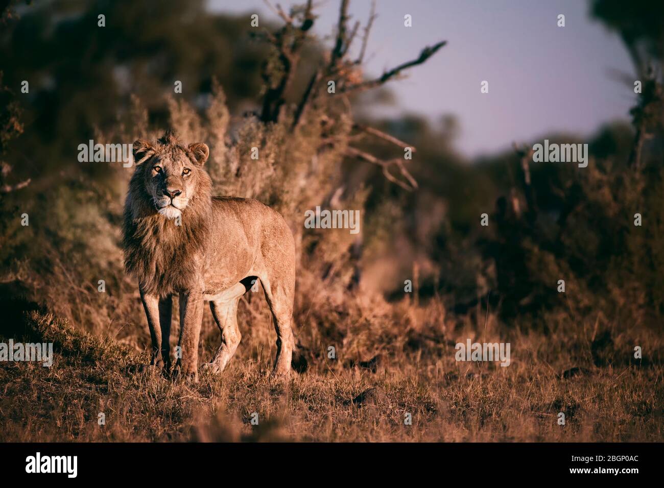 Male Lion gazing at the other pride members, Okavango Delta - Botswana ...