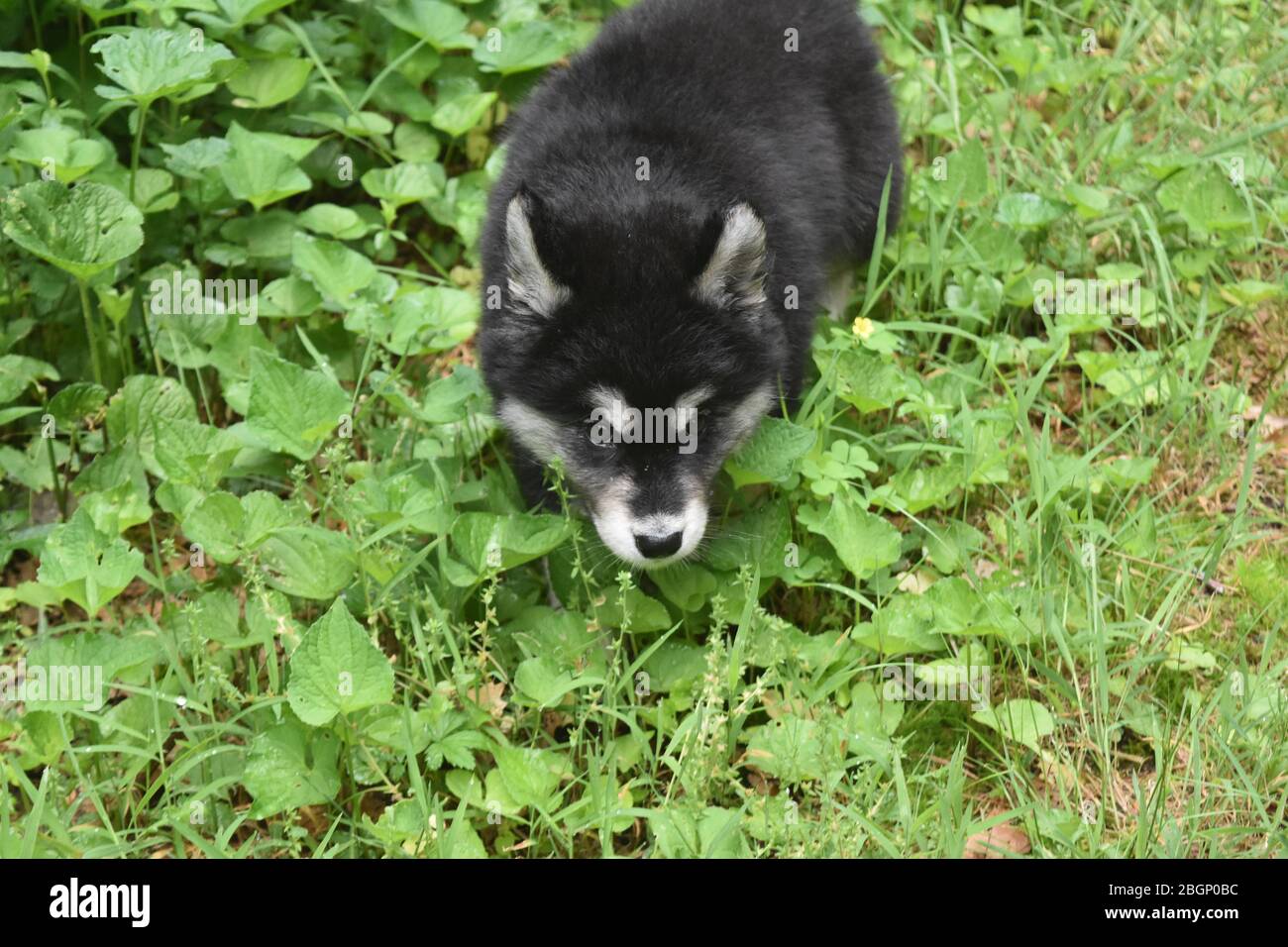 Cute sled dog puppy in green leafy foliage Stock Photo - Alamy