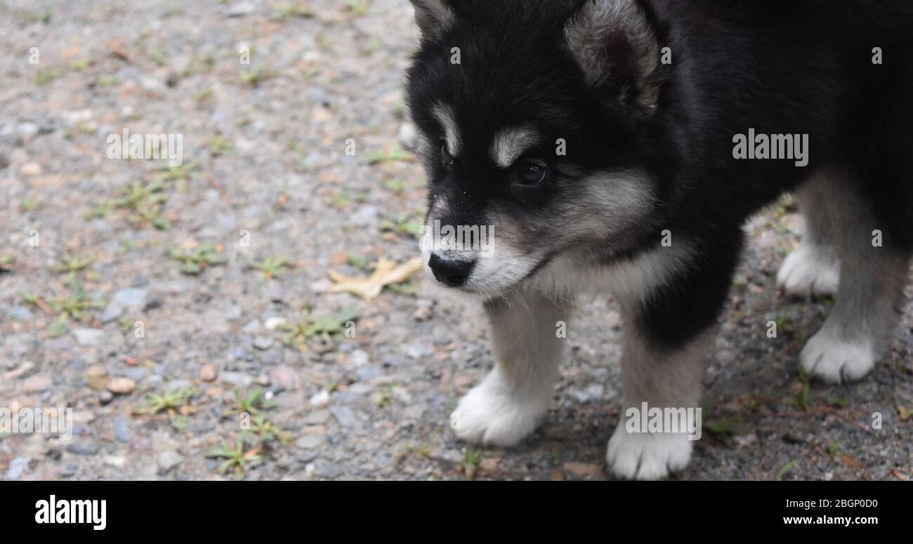 Alusky High Resolution Stock Photography and Images - Alamy