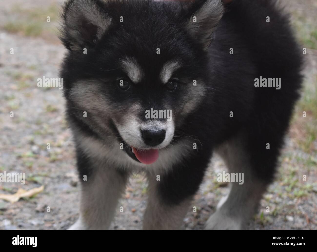 Really cute playful alusky puppy ready to pouce Stock Photo - Alamy