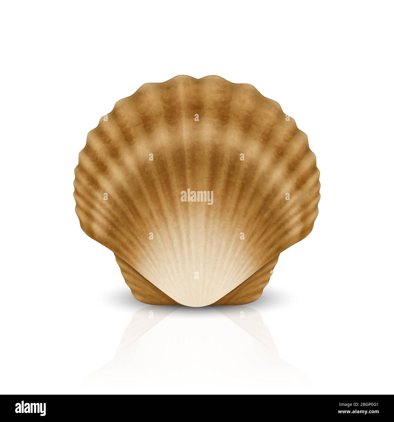 Vector 3d Realistic Brown Closed Scallop Pearl Seashell Icon Closeup ...
