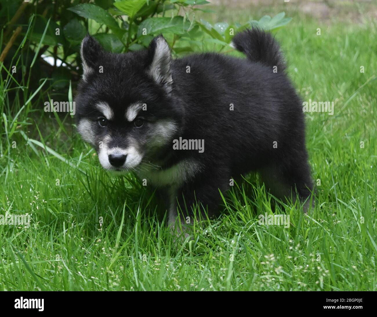 Concerned look on dog hi-res stock photography and images - Alamy