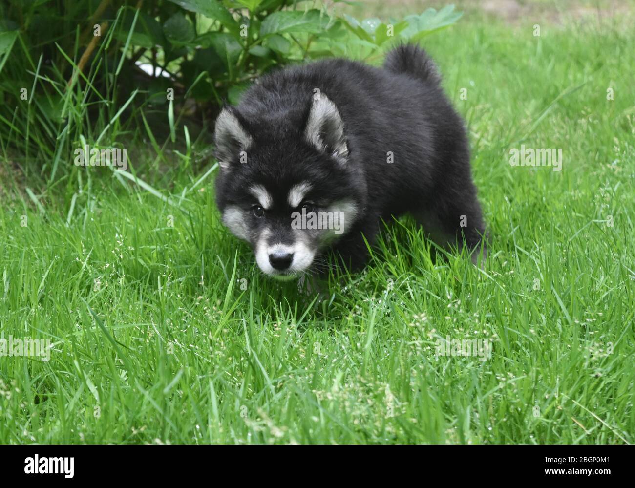 Alusky hi-res stock photography and images - Alamy