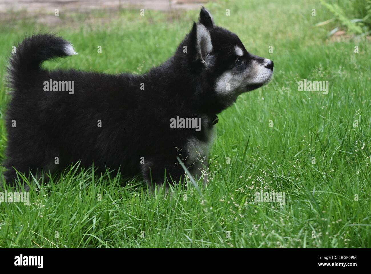 Side view of a fluffy alusky puppy dog Stock Photo - Alamy