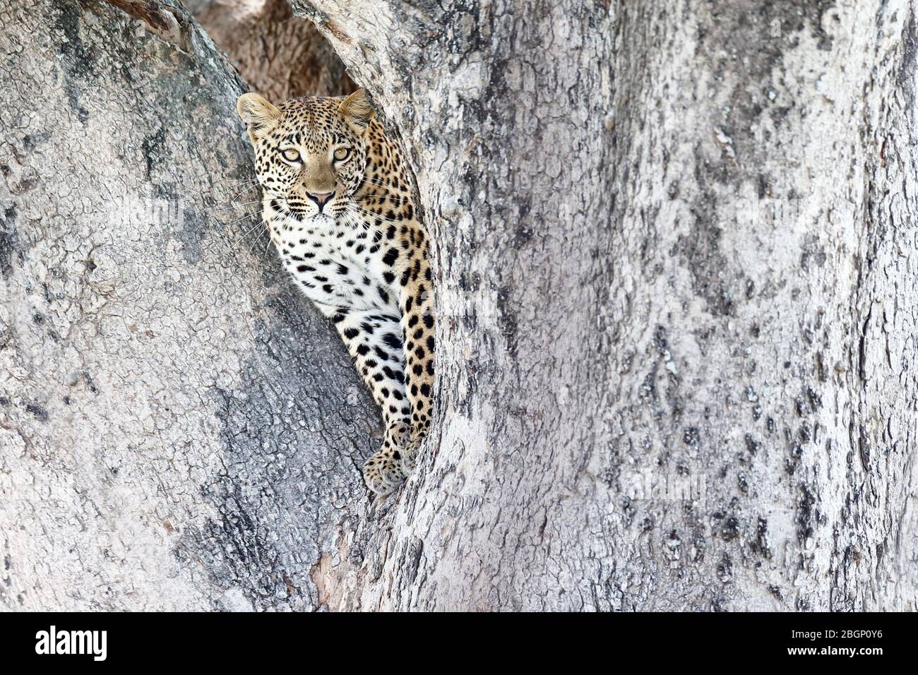Leopard Tree Prey Predator High Resolution Stock Photography and Images ...