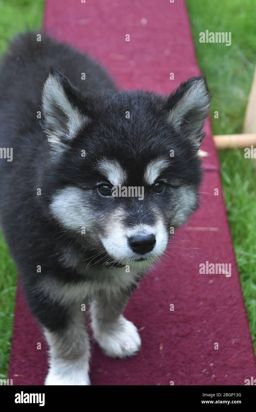Cute alusky puppy getting ready for agility training Stock Photo - Alamy