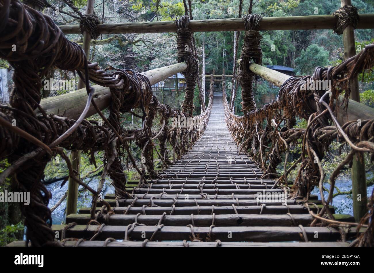 The Iya Kazurabashi Vine Bridge made of Actinidia arguta (and steel ...