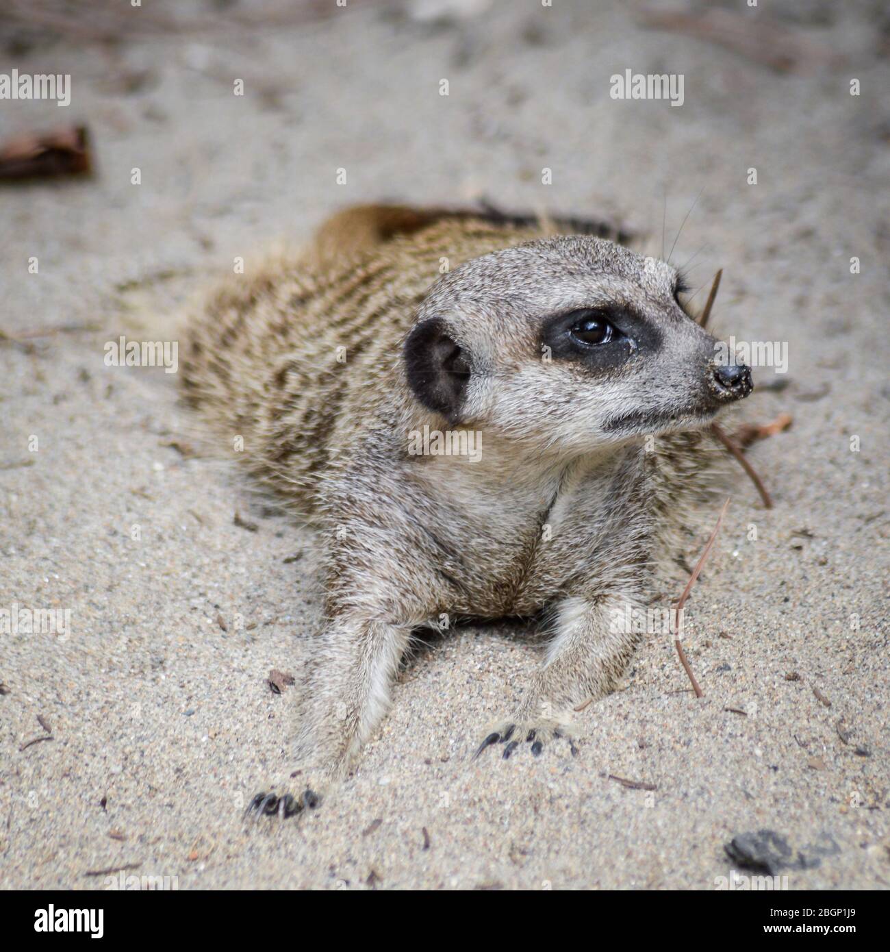 Cute Meerkat laying down on the sand - Suricata suricatta Stock Photo ...
