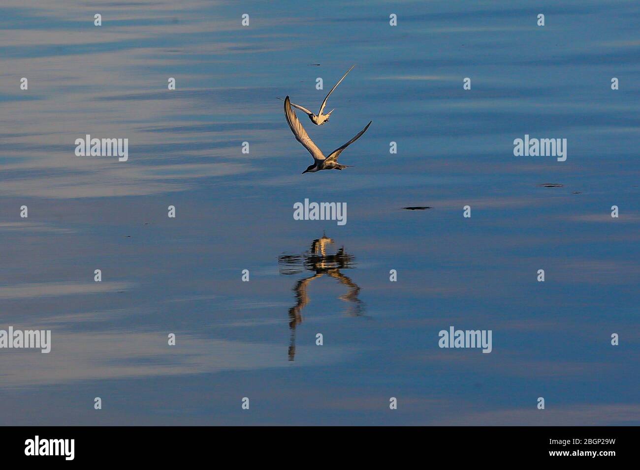 Pasay City. 22nd Apr, 2020. Birds are seen during sunset in Manila Bay ...