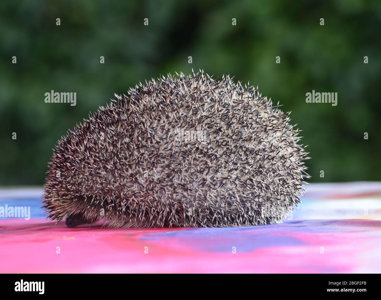 Hedgehog nose hi-res stock photography and images - Alamy