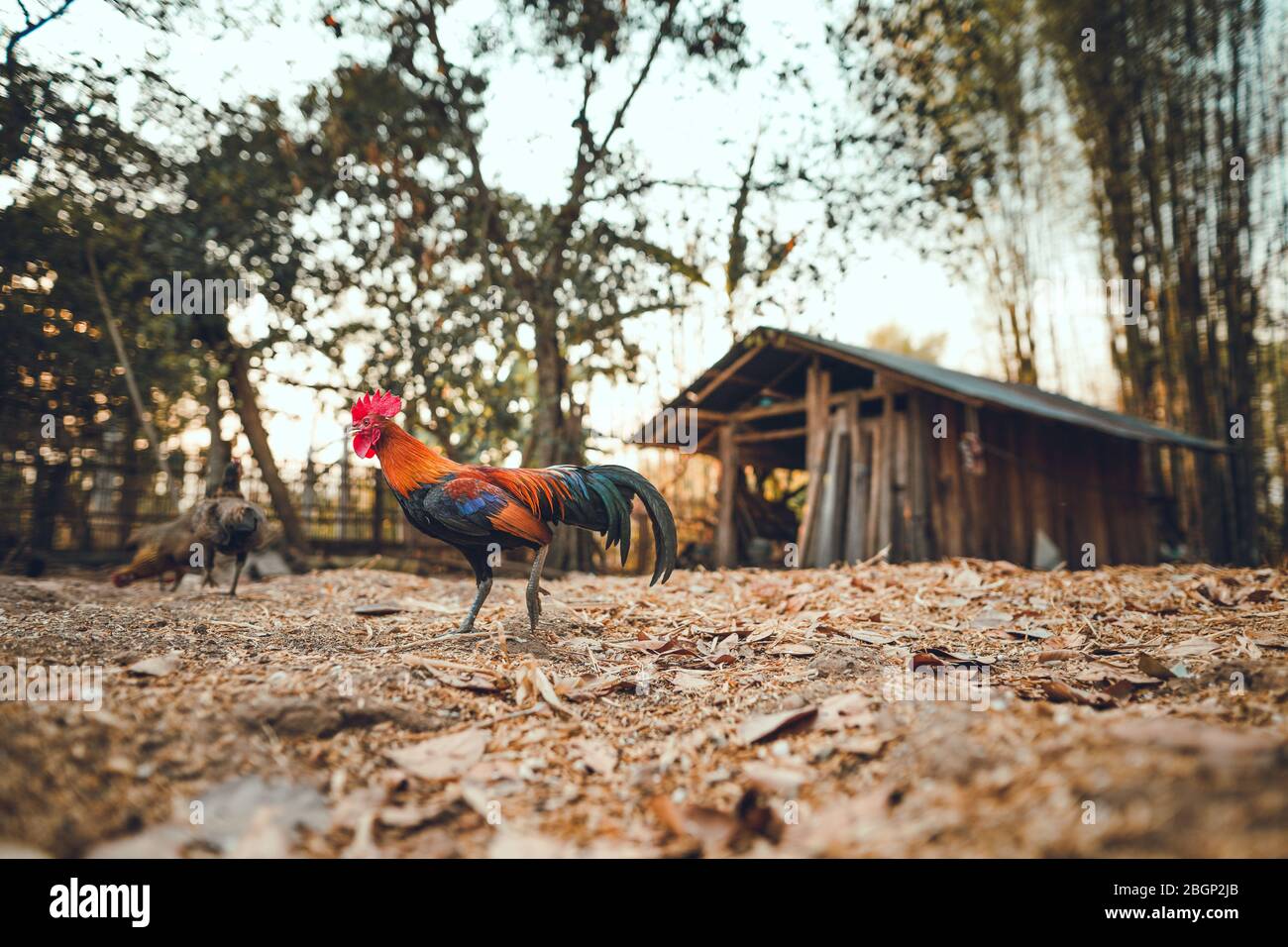 chicken eating rice seeds in the evening,At the barn Stock Photo - Alamy