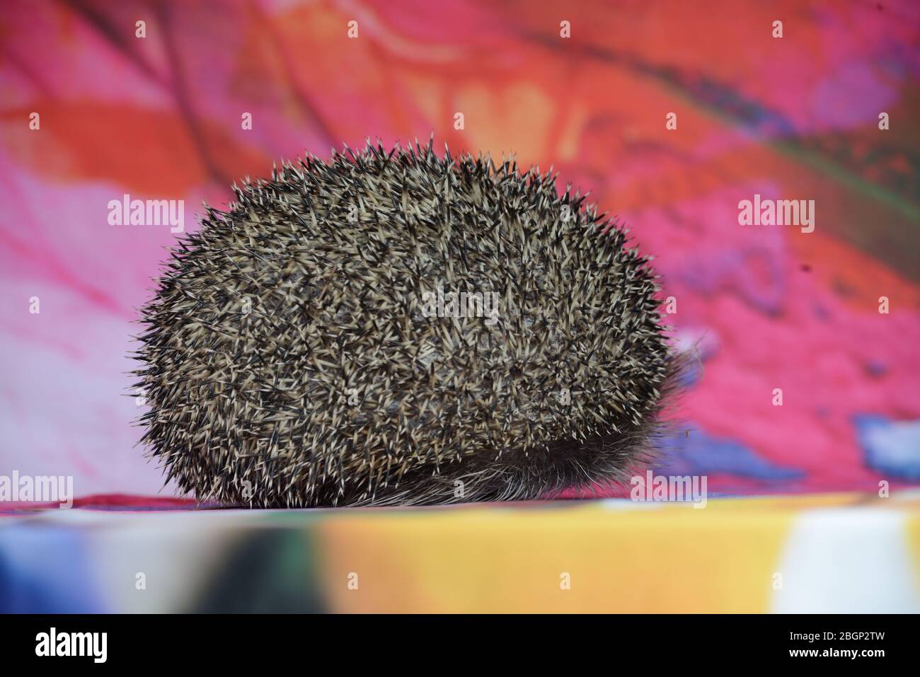 native hedgehog on background nose in the garden autumn and spring ...