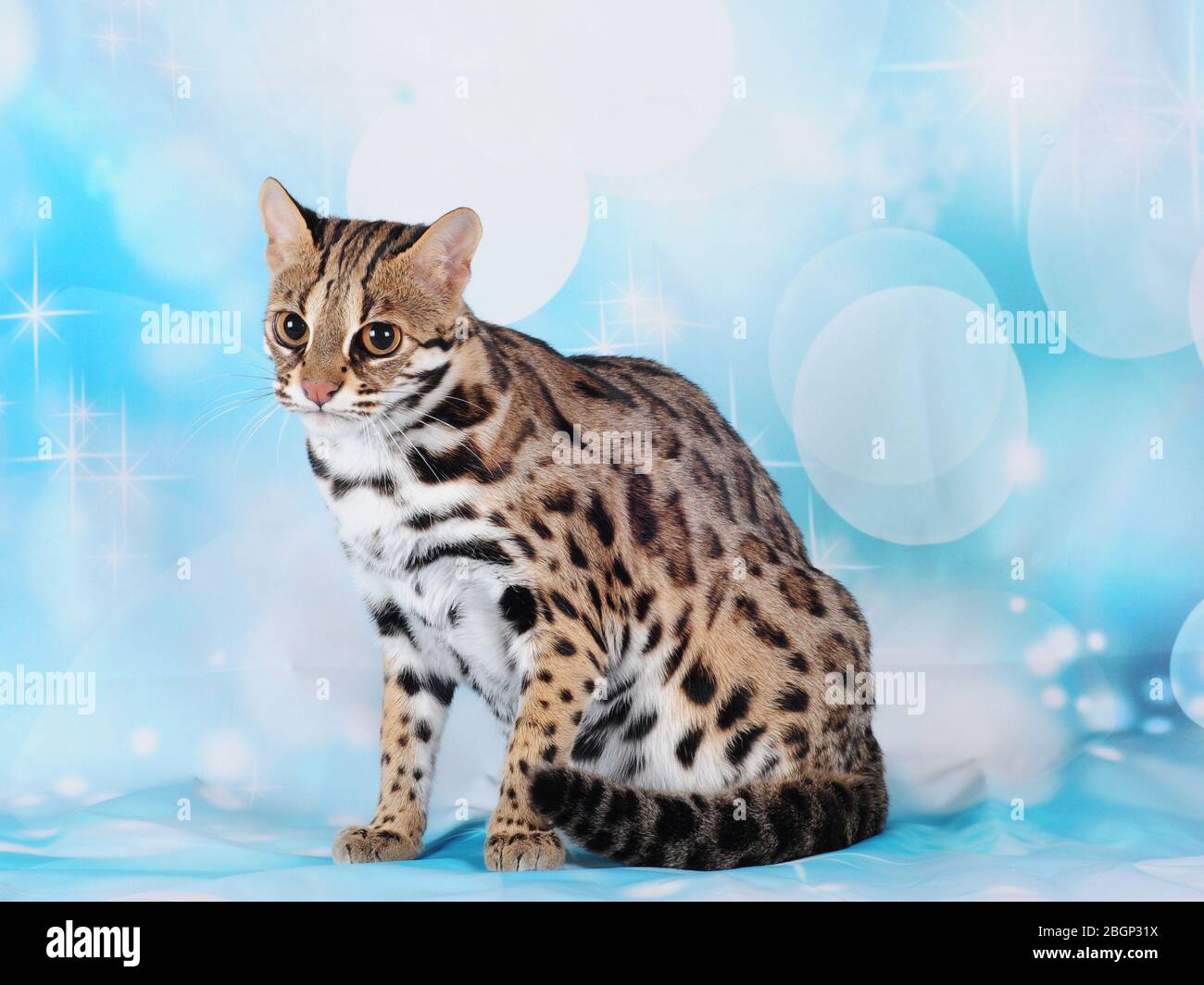 Asian leopard hi-res stock photography and images - Alamy