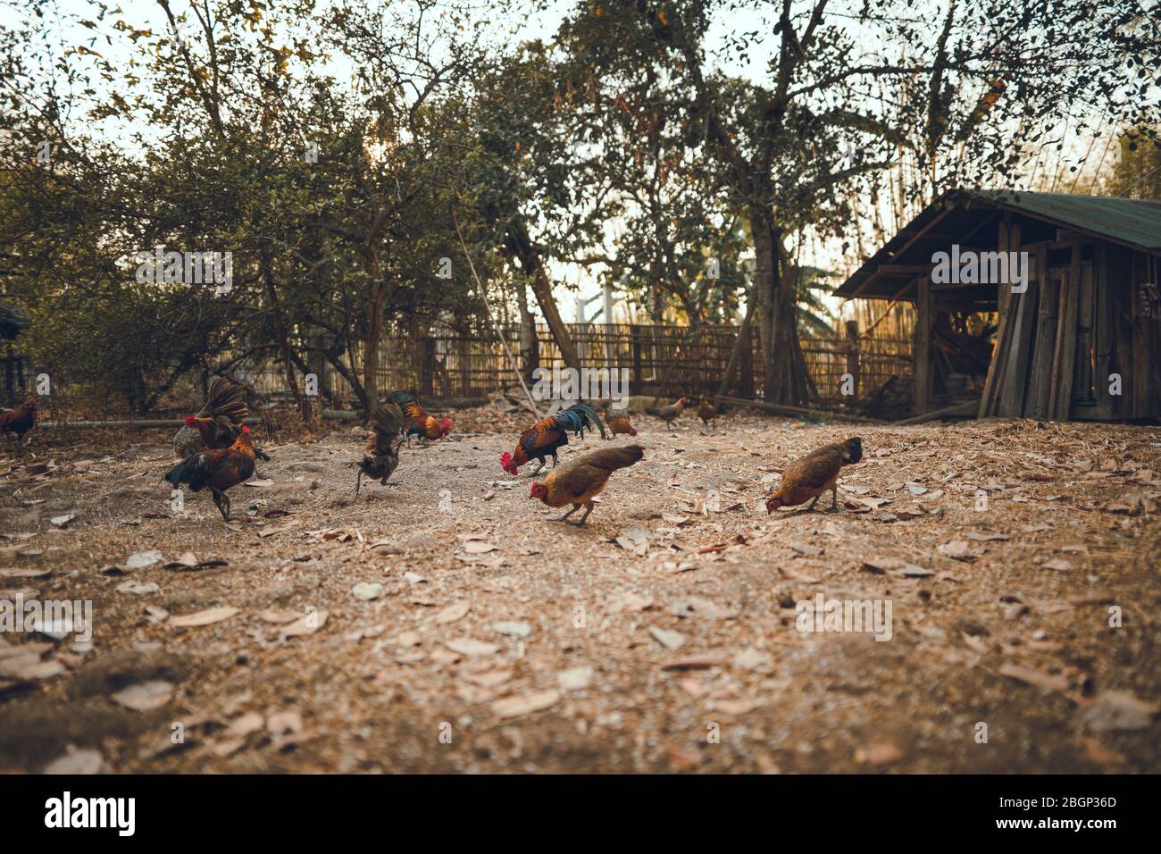 chicken eating rice seeds in the evening,At the barn Stock Photo - Alamy