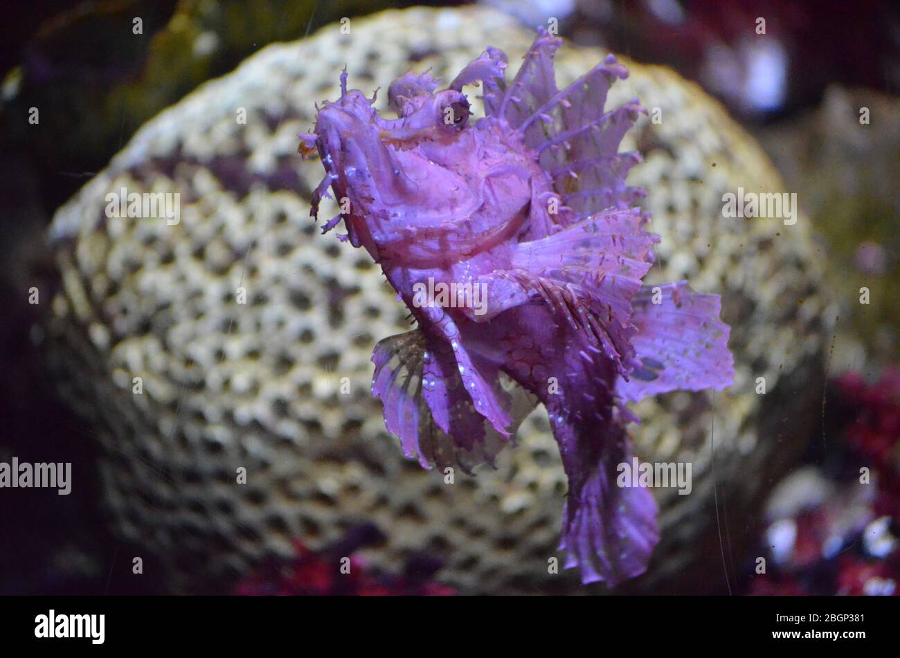 Rare pink rhinopias fish also known as the scorpionfish Stock Photo - Alamy