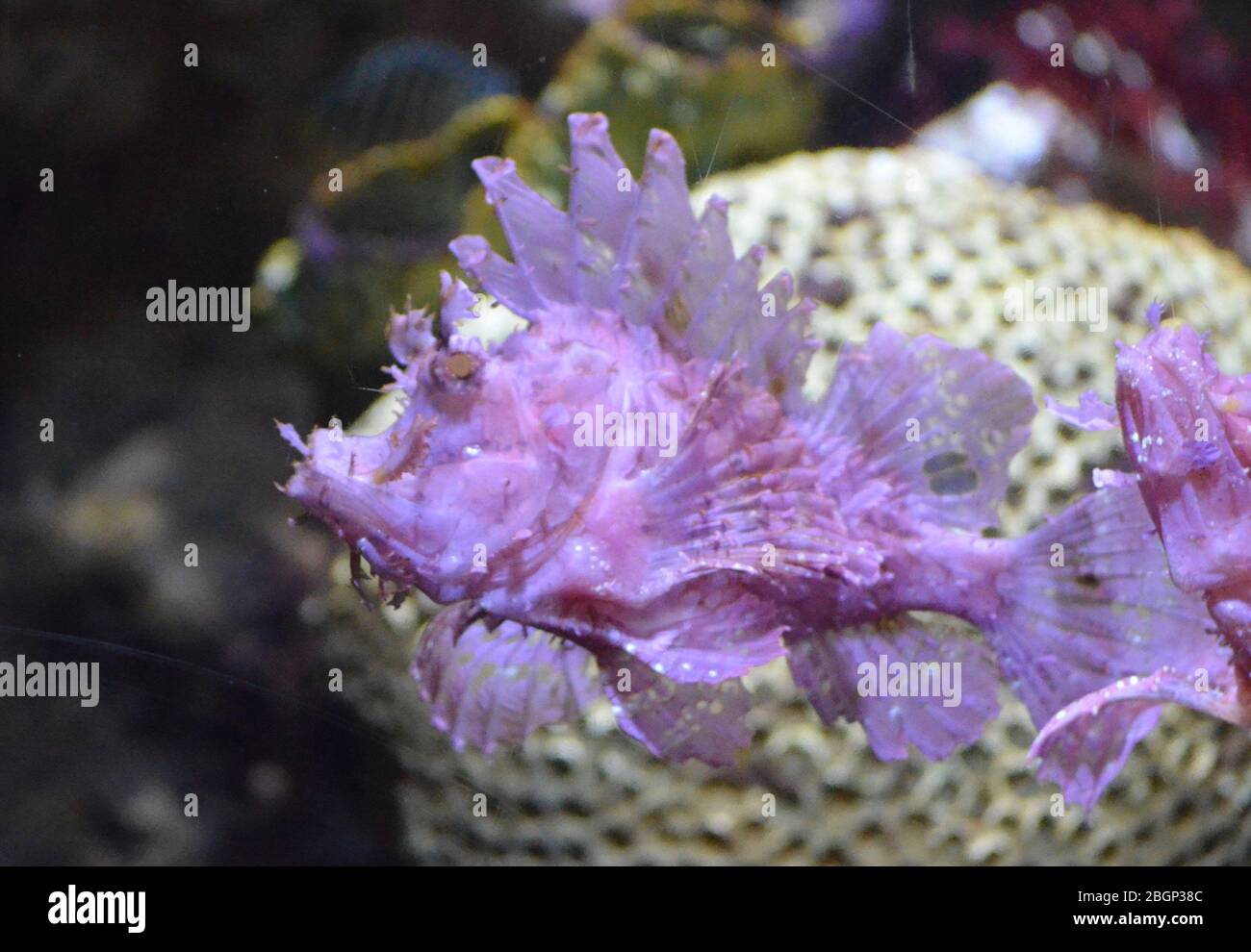 Pink rock like fish known as a rhinopias Stock Photo - Alamy