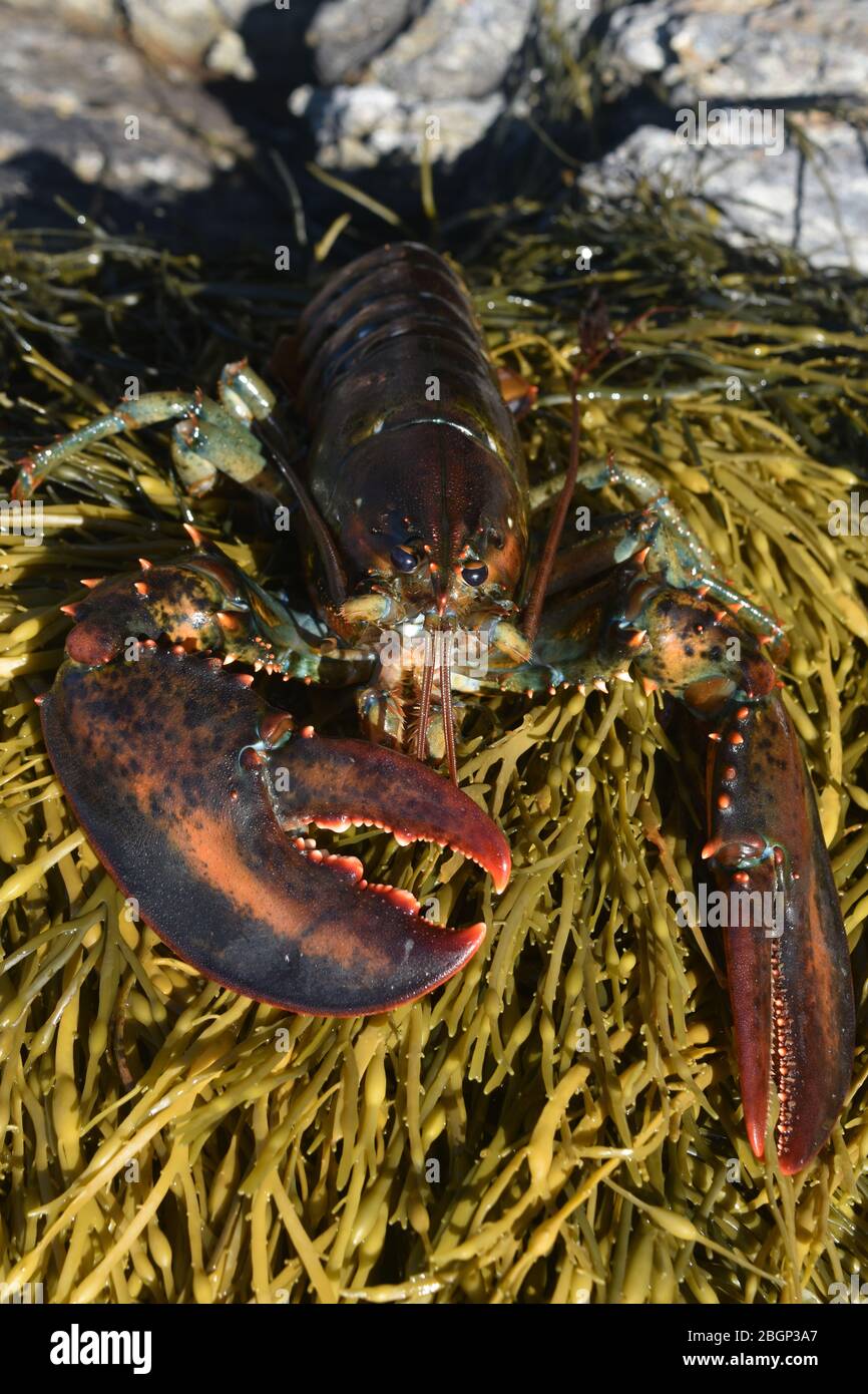 Large red lobster resting on a bed of green seaweed Stock Photo - Alamy