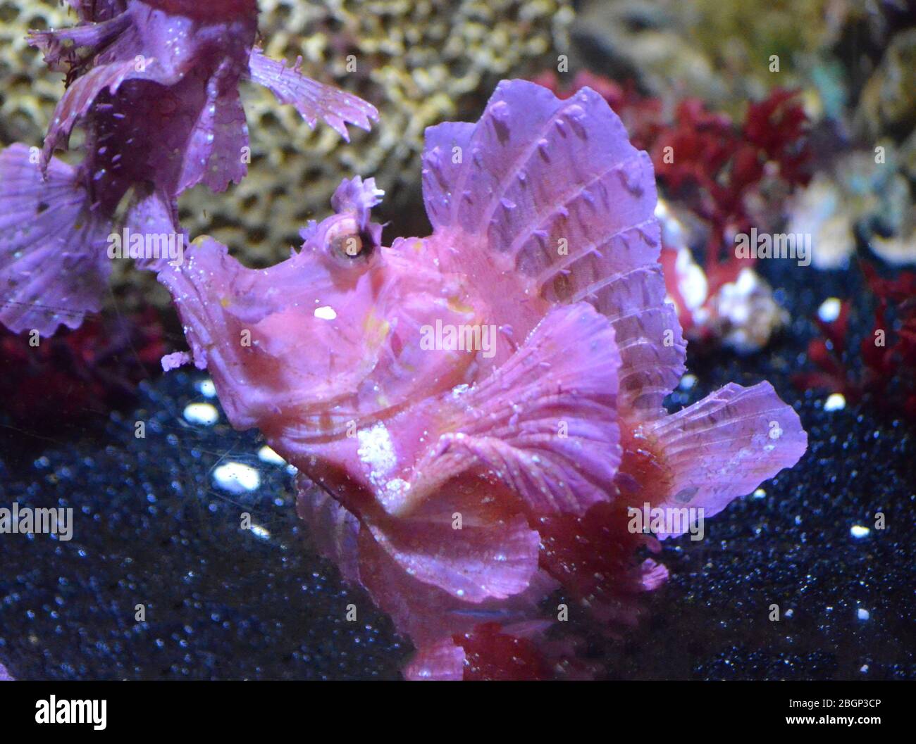 Rare aquarium fishes hi-res stock photography and images - Alamy